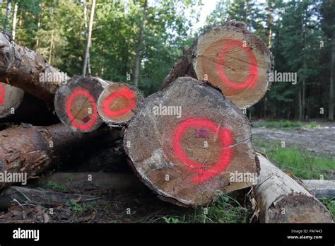 Cut Stamped And Marked Trees In The Middle Of The Forest Stock Photo Alamy