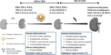 Schematic Illustration Highlighting The Aki To Ckd And Aki On Ckd