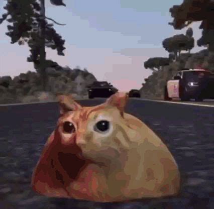 Cat Cat Runin  Cat Cat Runin Policia Discover And Share S