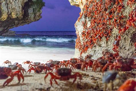 Red Crab Migration Indian Ocean Experiences