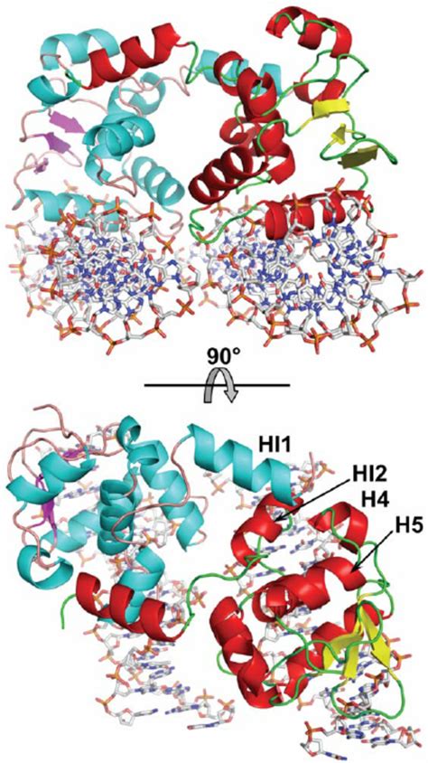 Overall Structure Of Ets1 2 N 2dna Two Orthogonal Views Are Shown