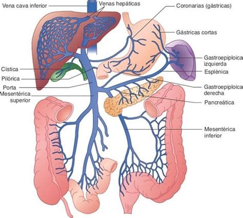 01 Hígado Y Sistema Hepatobiliar Enfermeríatop