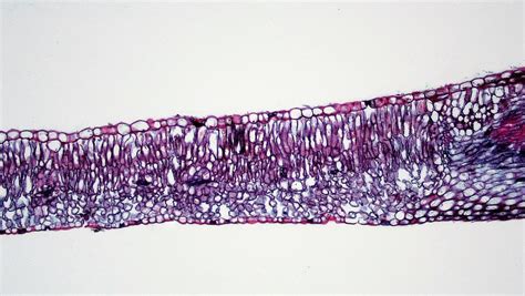 Mesophyte Leaf Cross Section Magnification 100x Berkshire Flickr