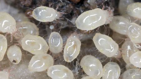What Are Mould Mites And How To Eradicate Them — Hygiene Pro Clean
