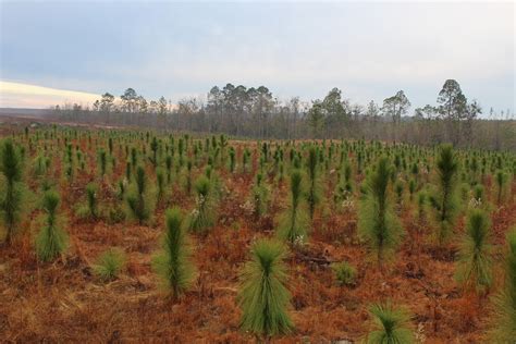 100 Longleaf Pine Seedlings Etsy