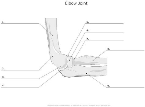 Exploring The Anatomy Of Unlabeled Bones A Fascinating Journey