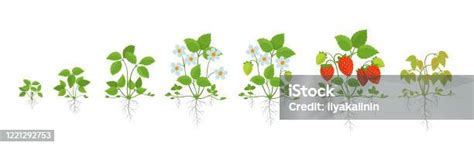딸기 식물 성장 단계 애니메이션 진행을 수확합니다 프라가리아 개발 수명 주기 루트 시스템 베리 숙성 기간 벡터 인포그래픽 딸기에 대한 스톡 벡터 아트 및 기타 이미지