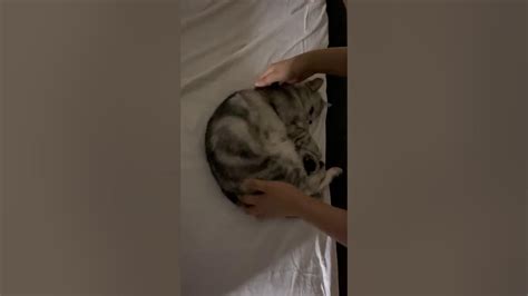 탱글탱글 흔들리는 고양이푸딩 Youtube