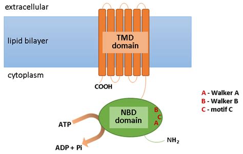 The Role Of Abc Transporters In The Skin Encyclopedia Mdpi
