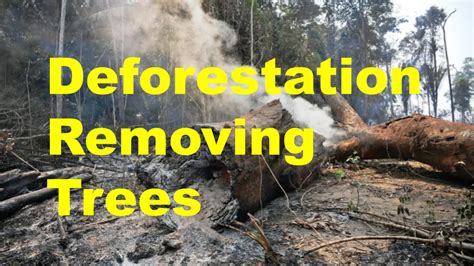 Photosynthesis And Cellular Respiration Deforestation — Gachuzee