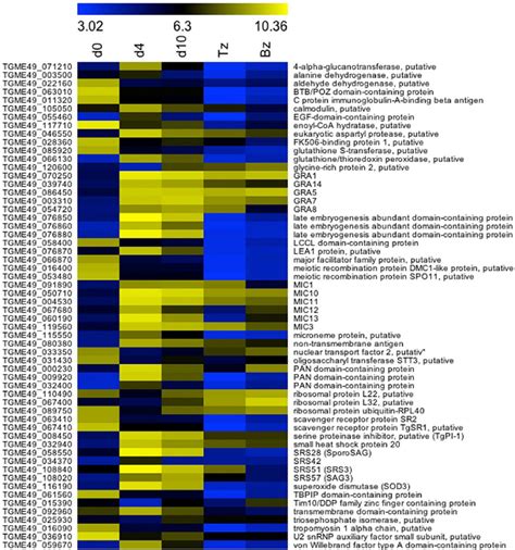 Heatmap Of The Average Normalized Expression Values Glog Of The Top