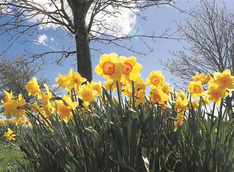 Fleurige Affodille Vir Die Lente Netwerk24