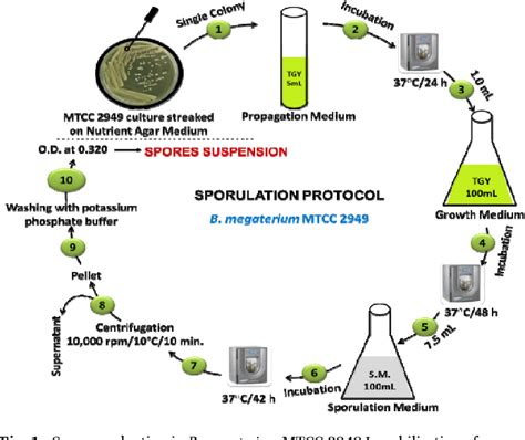 Figure 1 From Assessment Of Developed Paper Strip Based Sensor With