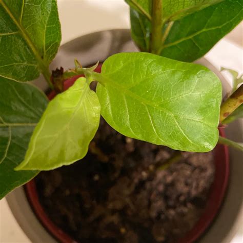 5 Dwarf Fiddle Leaf Fig Varieties You Didnt Know About 🌳