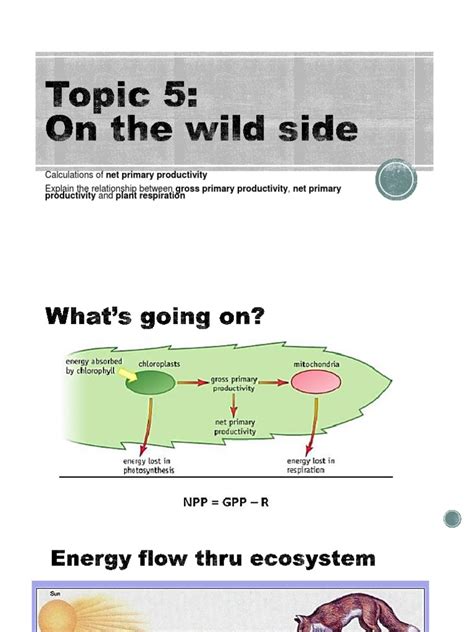 Relationship Between Gross Primary Productivity Net Primary