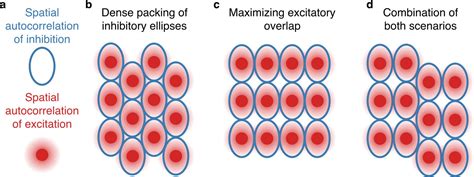 Figures And Data In Learning Place Cells Grid Cells And Invariances With Excitatory And
