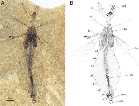 Photo A And Line Drawing B Of Holotype Of Fossil Leaf Insect E Download Scientific