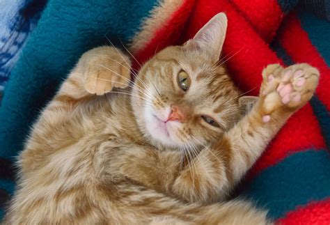 10 Facts About Polydactyl Cats