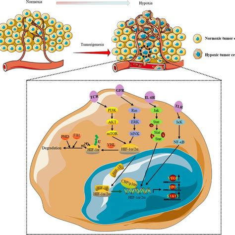 In The Hypoxic Tumor Microenvironment Hypoxia‐inducible Factor