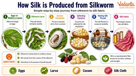 How Silk Is Produced From Silkworms Steps