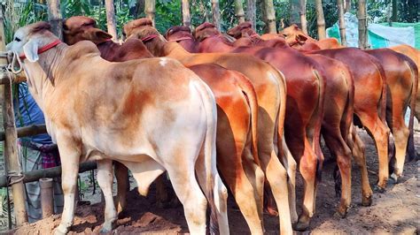 সাশ্রয়ী মূল্যে মাত্র ৯০ হাজার টাকা লটে খামার উপযোগী শাহীওয়াল ও ক্রচ ব্রাহামা কালেকশন সিটিহাট