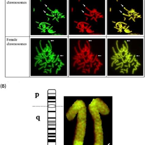 Comparative Genomic Hybridization Cgh Using Male And Female Genomic Download Scientific