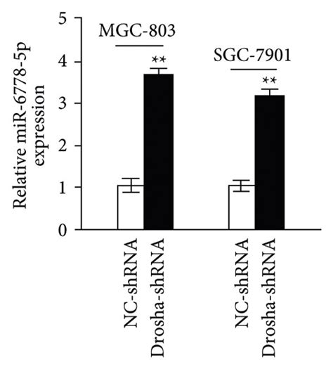 Drosha Independent Mir6778 5p Expression Increases In Gastric Cancer