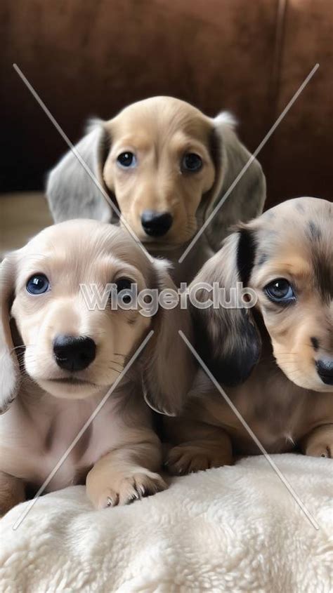 개 배경화면 377 이미지를 무료로 다운로드하세요 Widgetclub