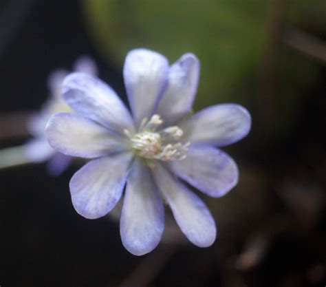 Harilik Sinilill ´r 20´ Hepatica Nobilis