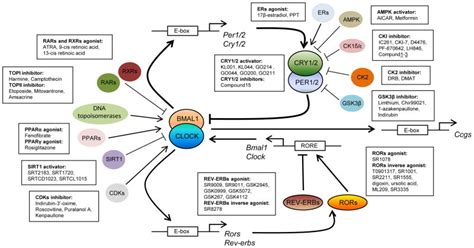 Molecular Targets For Small Molecule Modulators Of Circadian Clocks Pmc