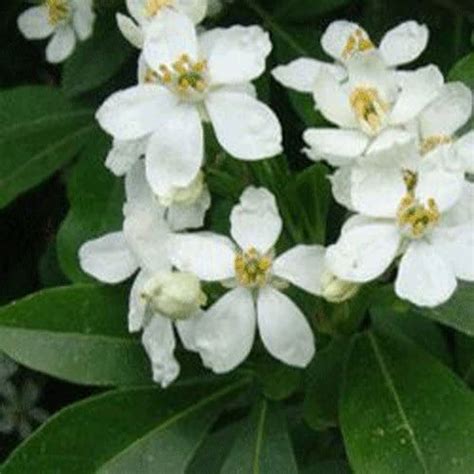 Choisya Ternata 15cm Pot Size Imberhorne Lane Nursery