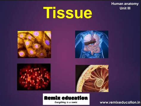 Tissue Pdf Ppt Slides