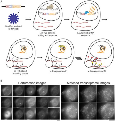 Simultaneous Crispr Screening And Spatial Transcriptomics Reveal Intracellular Intercellular