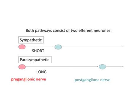 Autonomic Ns 2 1 Flashcards Quizlet