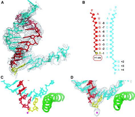 Rna Structure Model