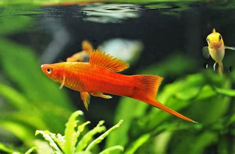 3 Types Of Swordtail A Guide On Selecting Breeding And Caring For