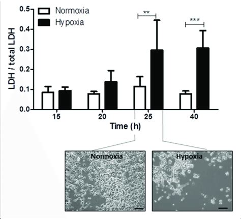 Time Kinetics Of Hypoxia Induced Cell Damage Under Hypothermic