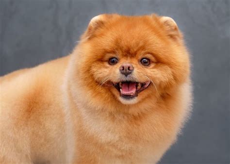 Descubra As Diferenças Entre O Lulu Da Pomerânia E O Spitz Alemão