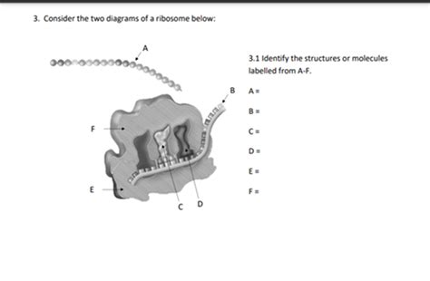 Solved 3 Consider The Two Diagrams Of A Ribosome Below 3 1 Identify The Structures Or