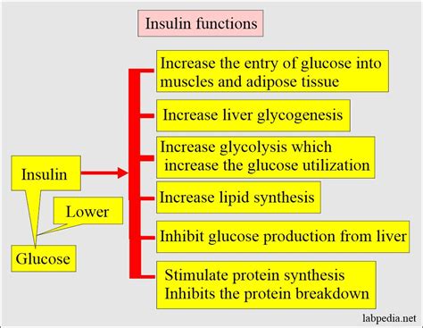 Produce Insulin Gland At Debbie Apodaca Blog
