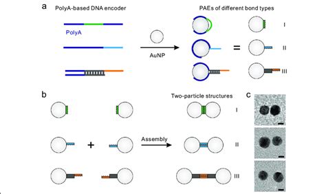 Polya Based Dna Encoders For Building Pae Bonds With Different Download Scientific Diagram