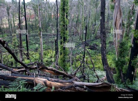 Fire Damaged Trees And Bush Showing Regrowth A Year After A Bushfire Stock Photo Alamy