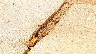 Cowleys Pest Services Pests We Treat Photo Album Ants Go Marching