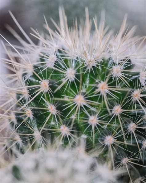 Premium Photo Closeup Shot Of A Sharp Cactus