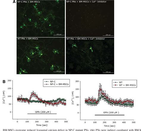 Figure 1 From Tissue Specific Stem Cells Bone Marrow Derived