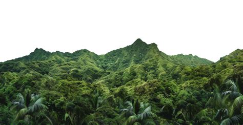 AI Generated Dense Tropical Forest Canopy With Diverse Foliage On Transparent Background Stock