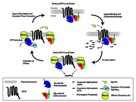 G Protein Coupled Receptor Wikipedia The Free Encyclopedia Signal Transduction Plasma