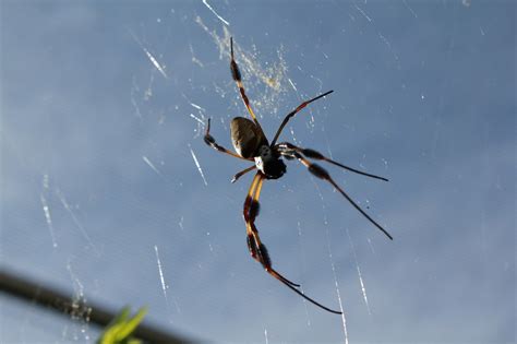 거미 곤충 거미류 Pixabay의 무료 사진 Pixabay