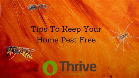 Tips To Keep Your Home Pest Free Thrive Pest Control