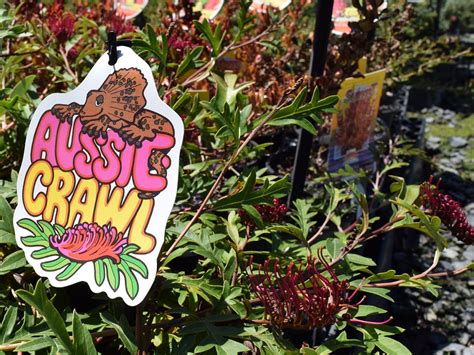 Grevillea Hybrida Aussie Crawl Wholesale Nursery Nurseries In